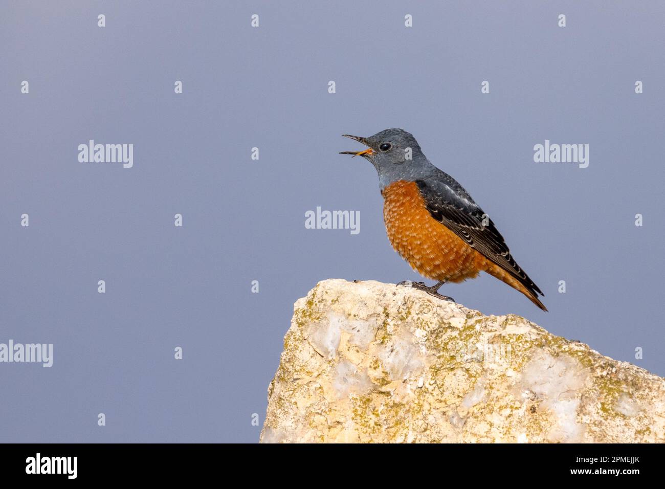 The common rock thrush (Monticola saxatilis), also known as rufous ...