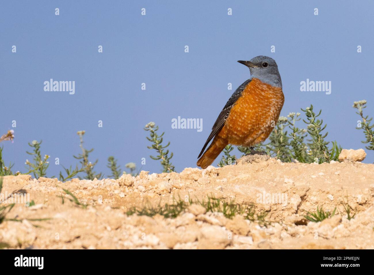 The common rock thrush (Monticola saxatilis), also known as rufous ...