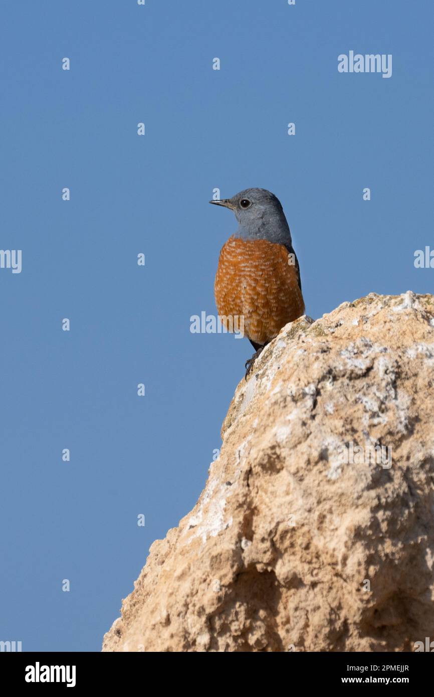 The common rock thrush (Monticola saxatilis), also known as rufous ...