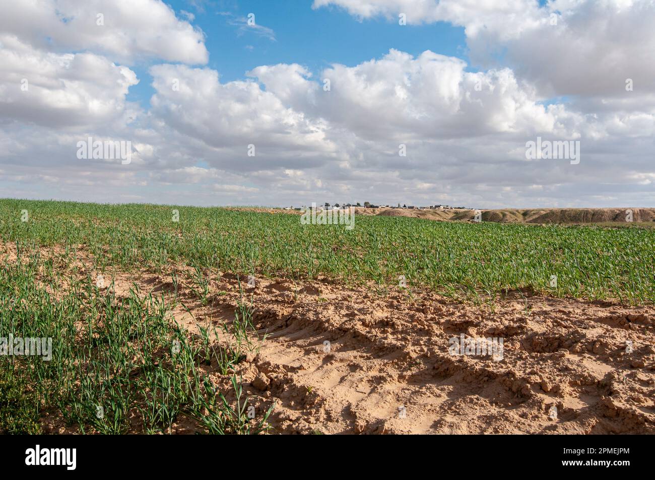Wheat field in the northern Negev Desert, Israel. Photographed in March ...