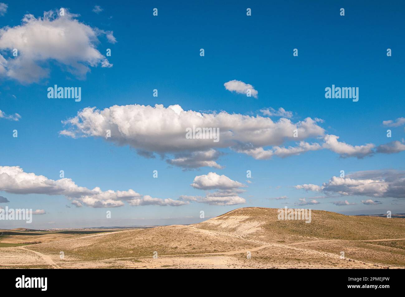 Wheat field in the northern Negev Desert, Israel. Photographed in March ...