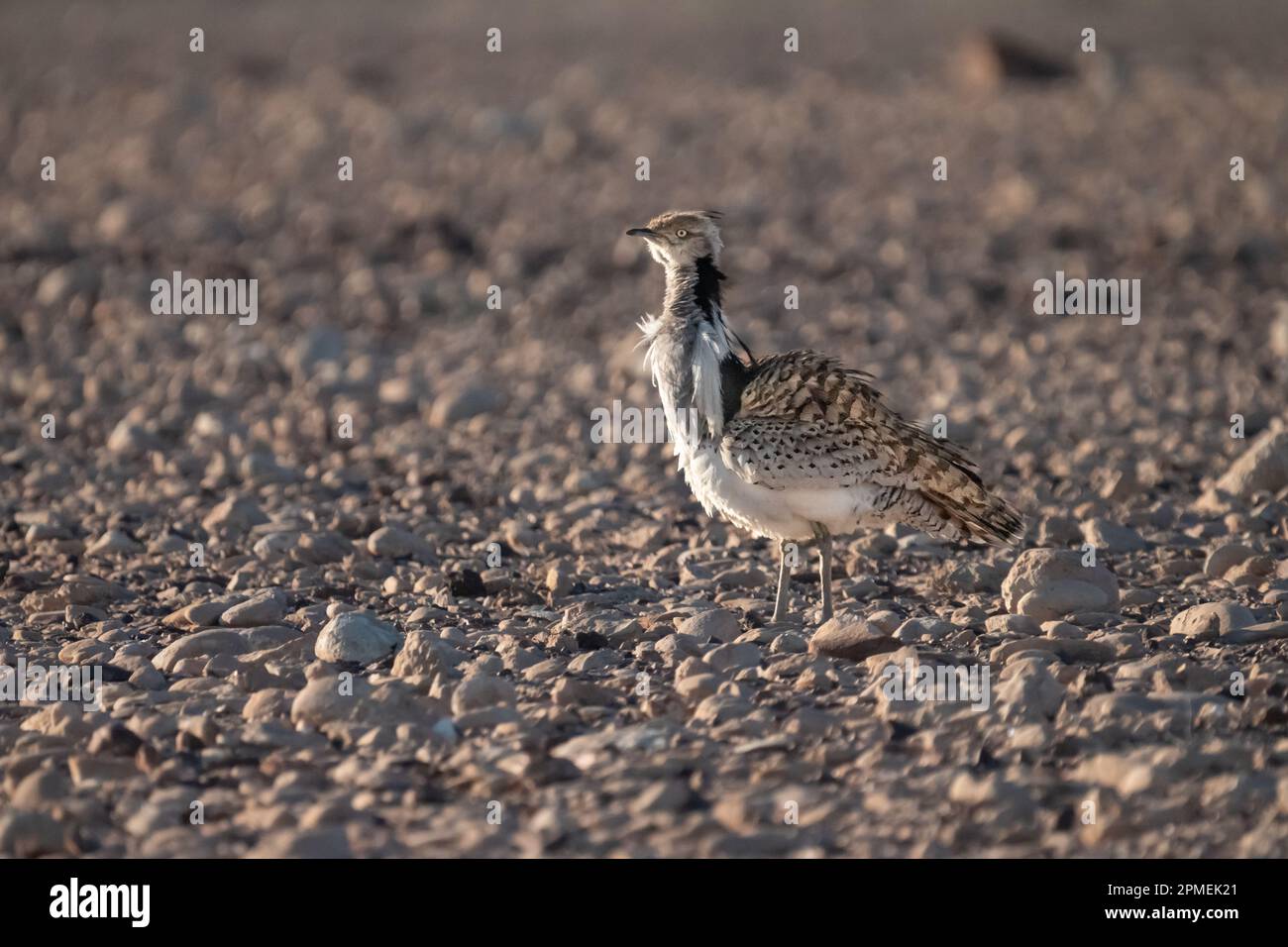 courtship display of a male MacQueen's bustard (Chlamydotis macqueenii ...