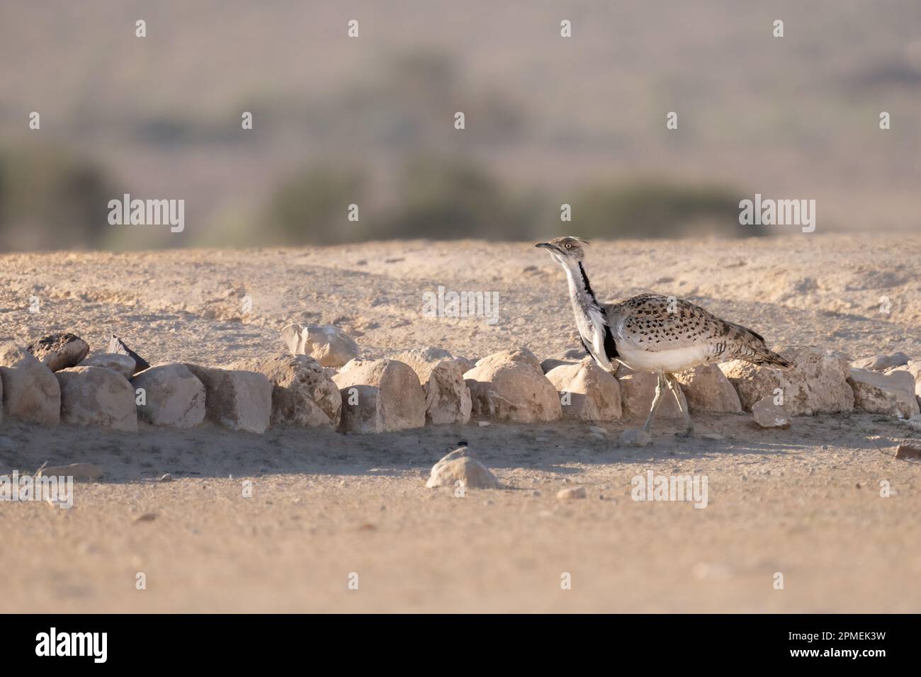 courtship display of a male MacQueen's bustard (Chlamydotis macqueenii ...