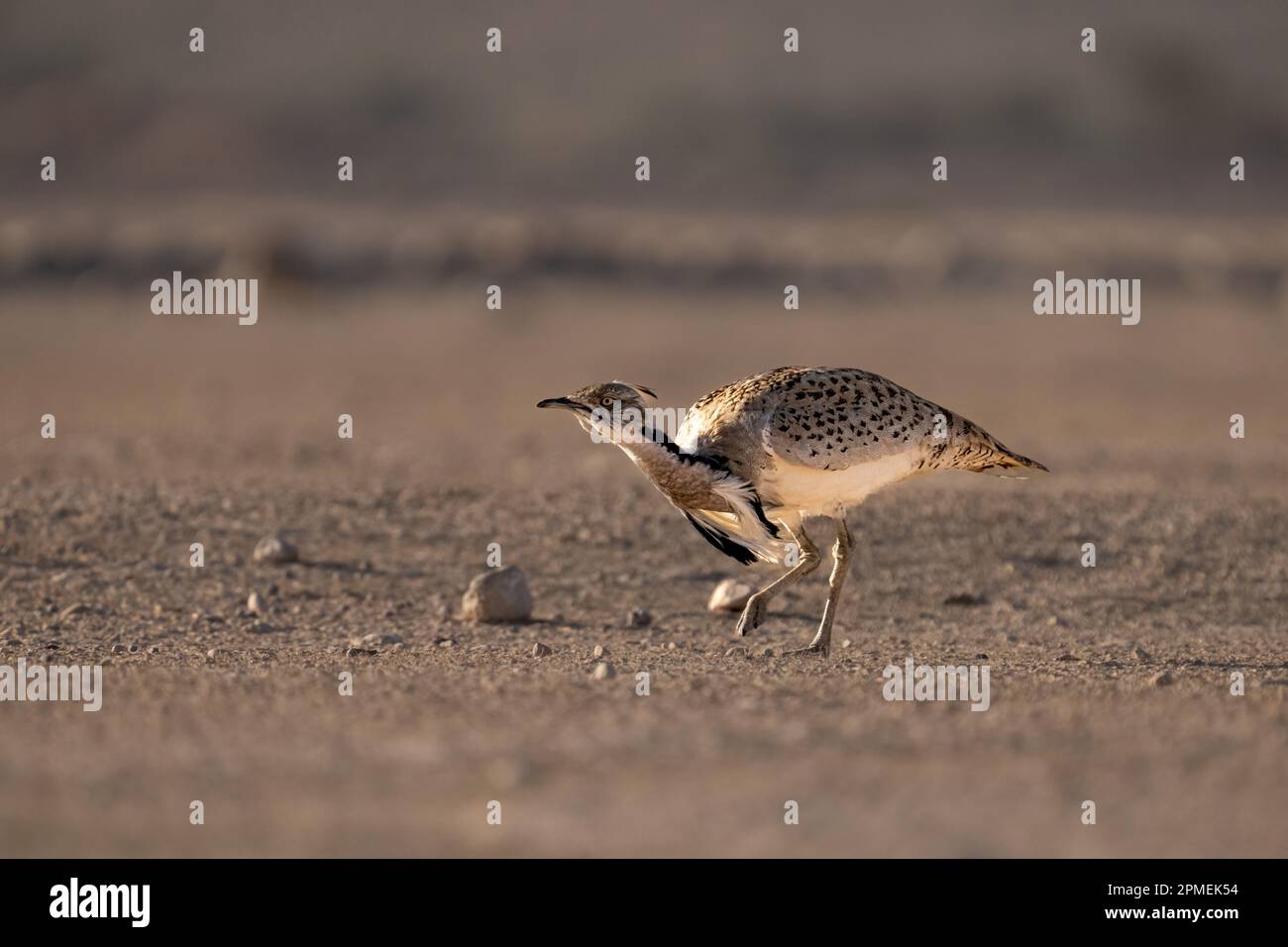 courtship display of a male MacQueen's bustard (Chlamydotis macqueenii ...