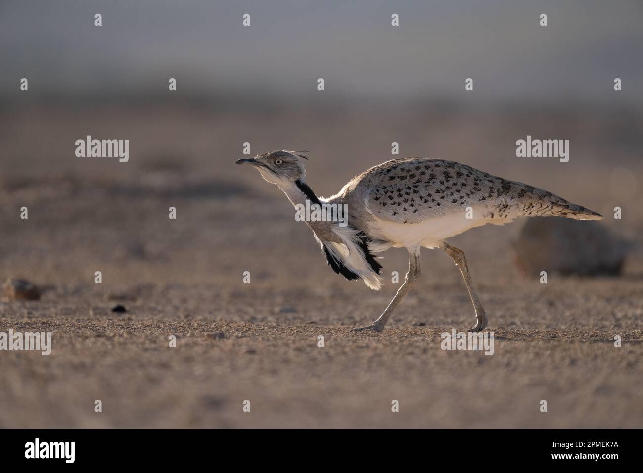 courtship display of a male MacQueen's bustard (Chlamydotis macqueenii ...