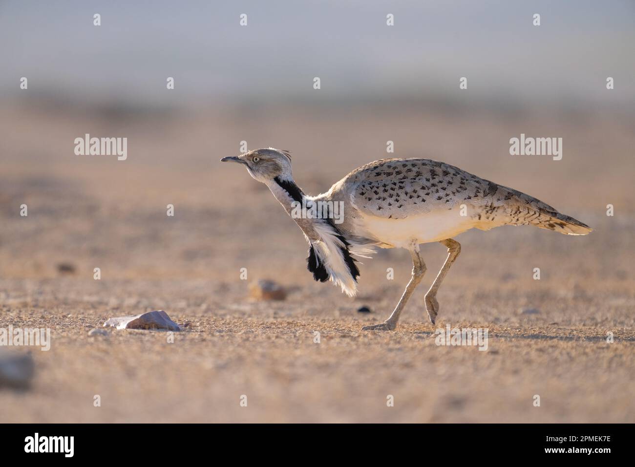 courtship display of a male MacQueen's bustard (Chlamydotis macqueenii ...