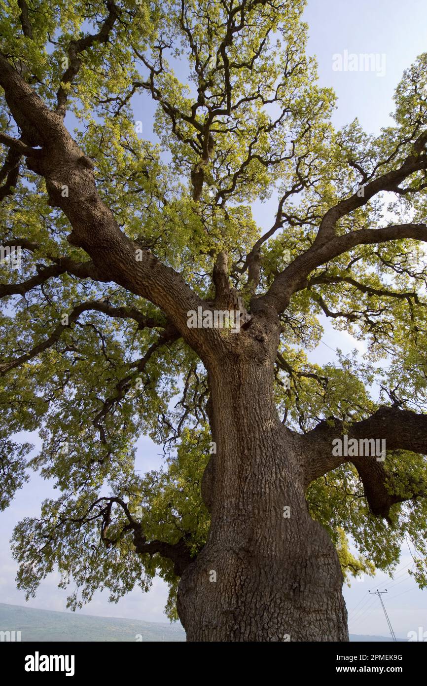 Oak tree close up Photographed in Israel in March Stock Photo - Alamy