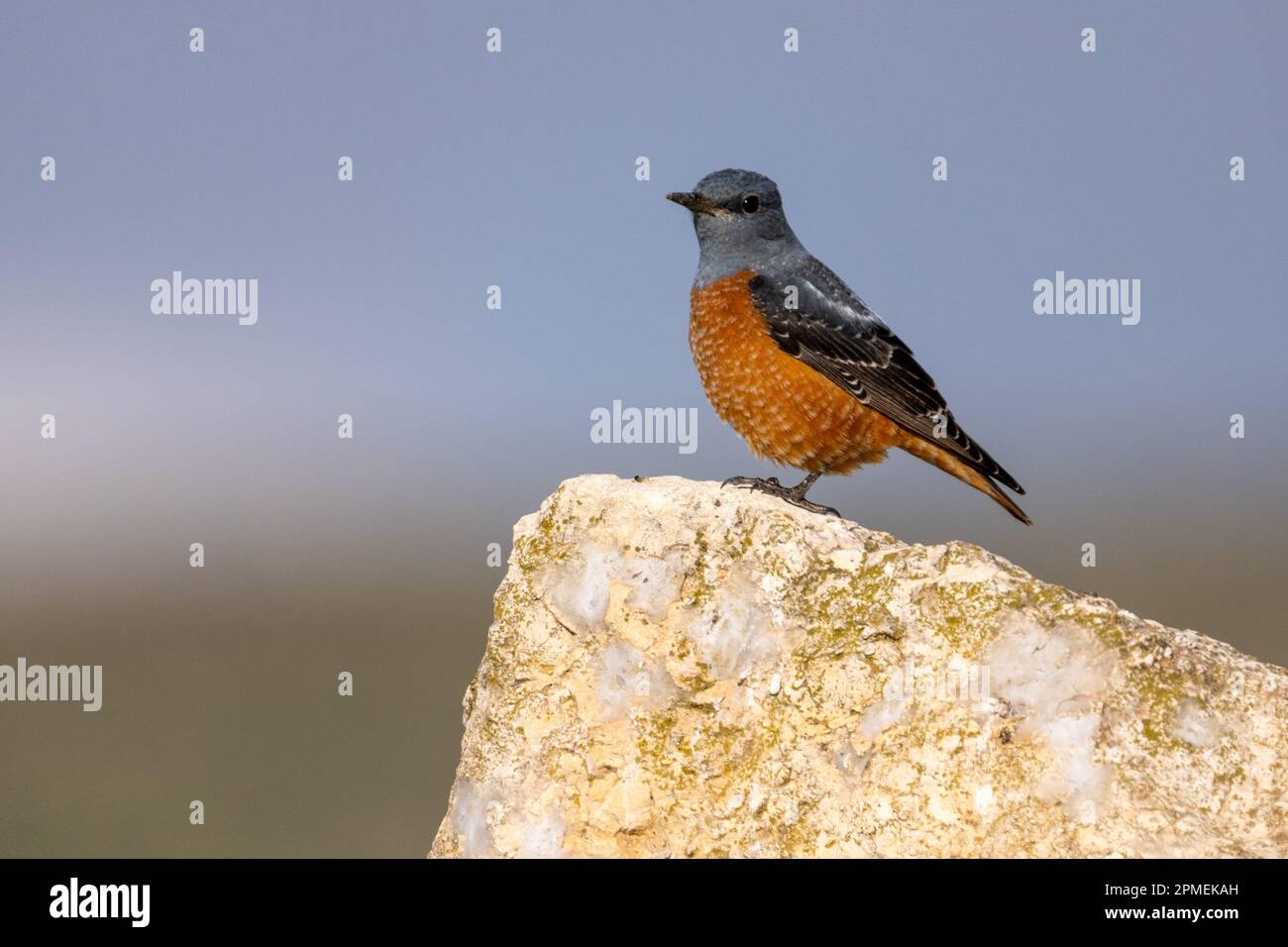 The common rock thrush (Monticola saxatilis), also known as rufous ...