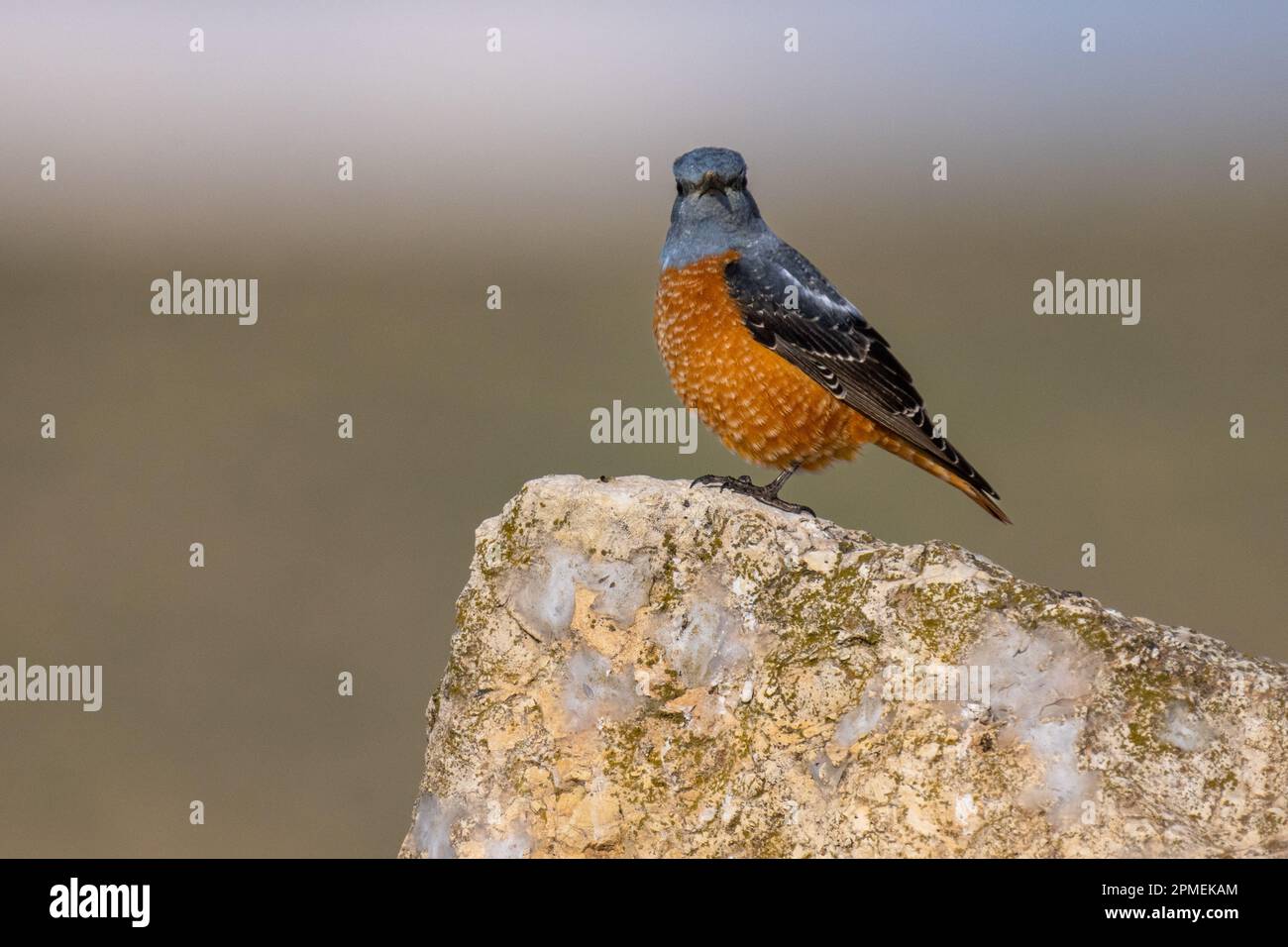 The common rock thrush (Monticola saxatilis), also known as rufous ...