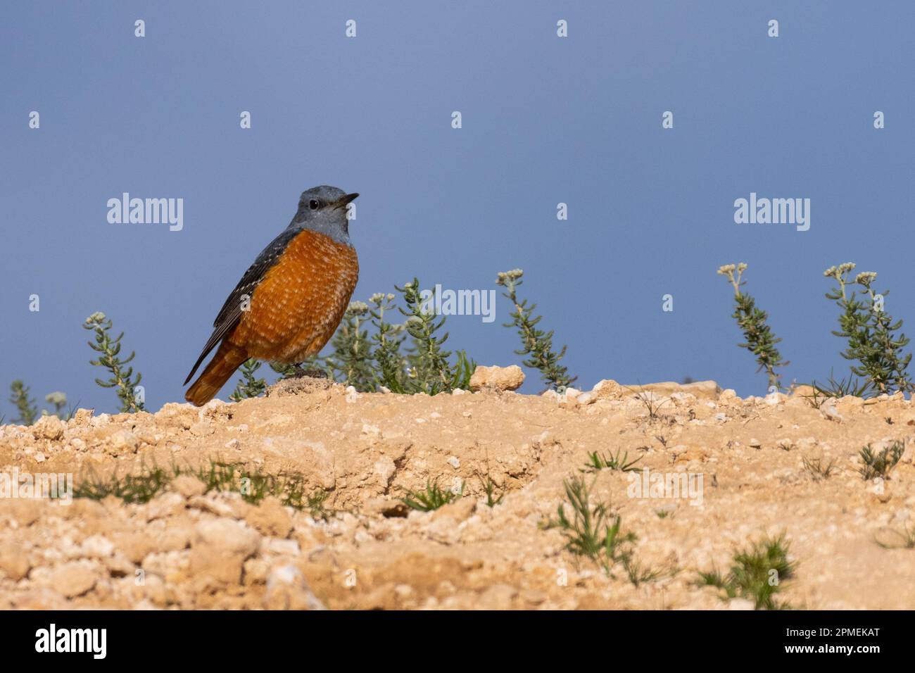The common rock thrush (Monticola saxatilis), also known as rufous ...