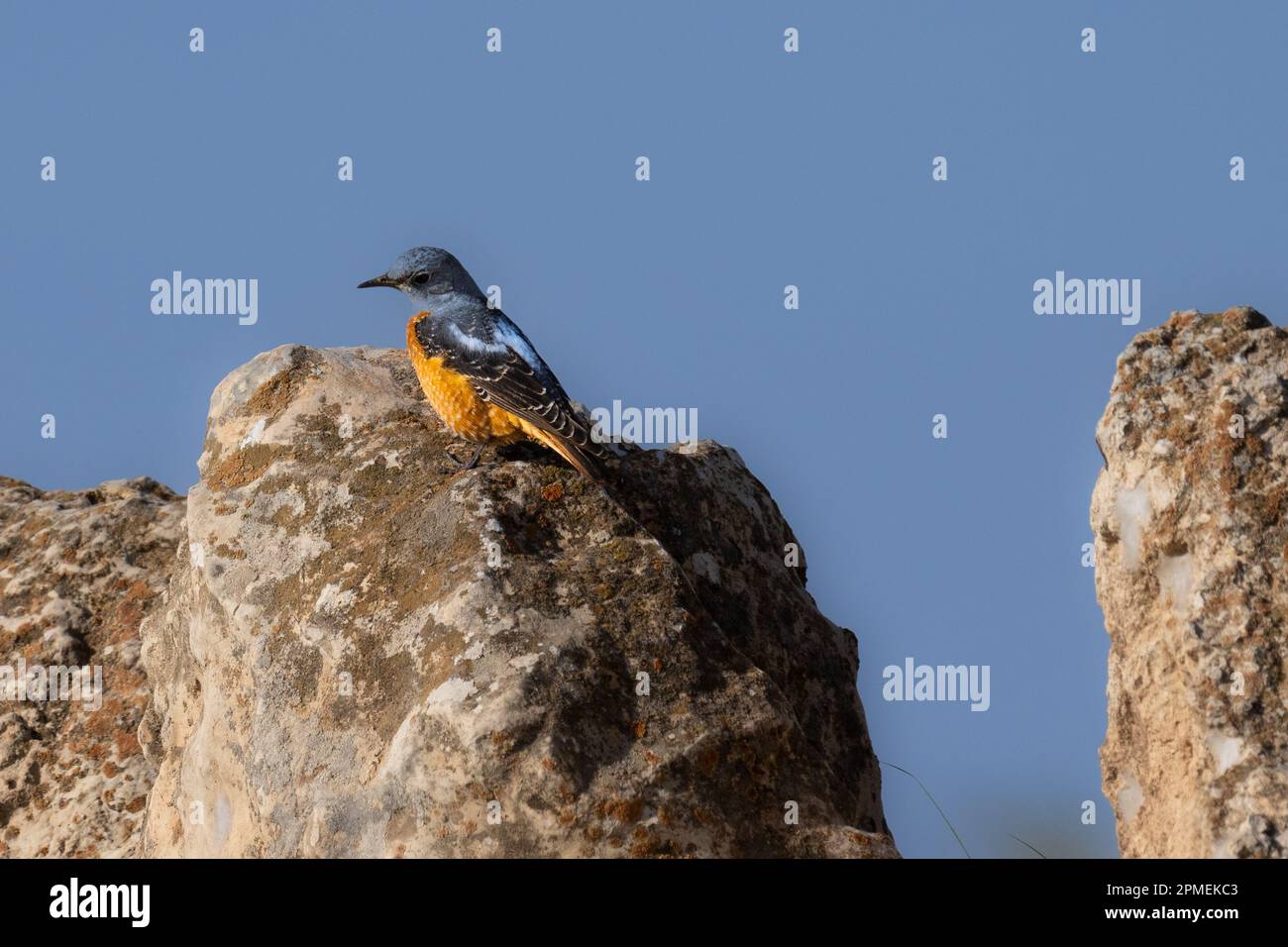 The common rock thrush (Monticola saxatilis), also known as rufous ...