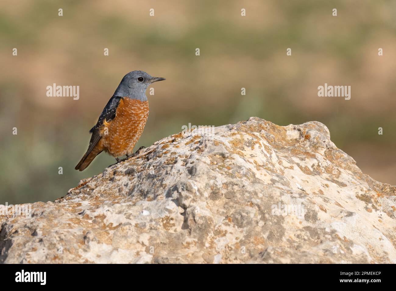 The common rock thrush (Monticola saxatilis), also known as rufous ...