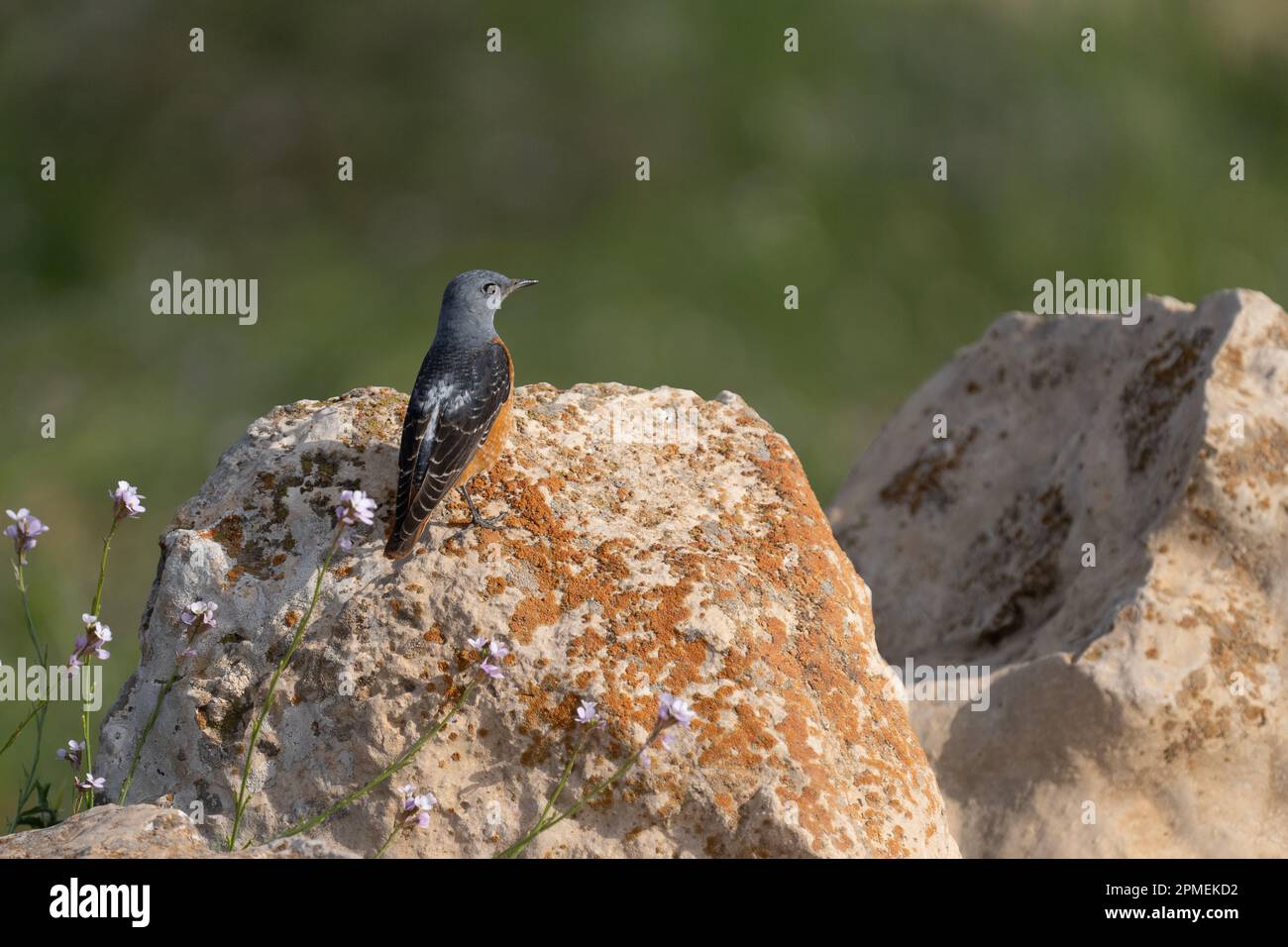 The common rock thrush (Monticola saxatilis), also known as rufous ...