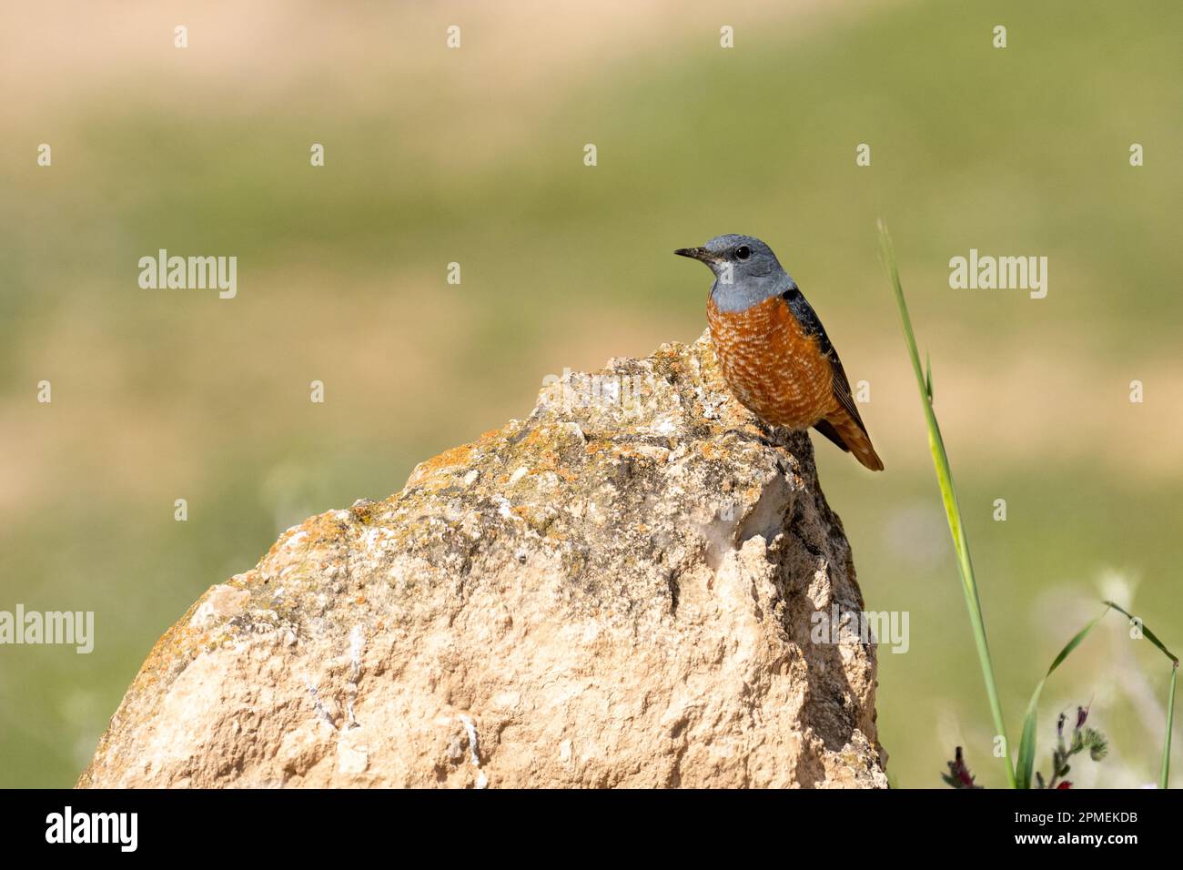 The common rock thrush (Monticola saxatilis), also known as rufous ...