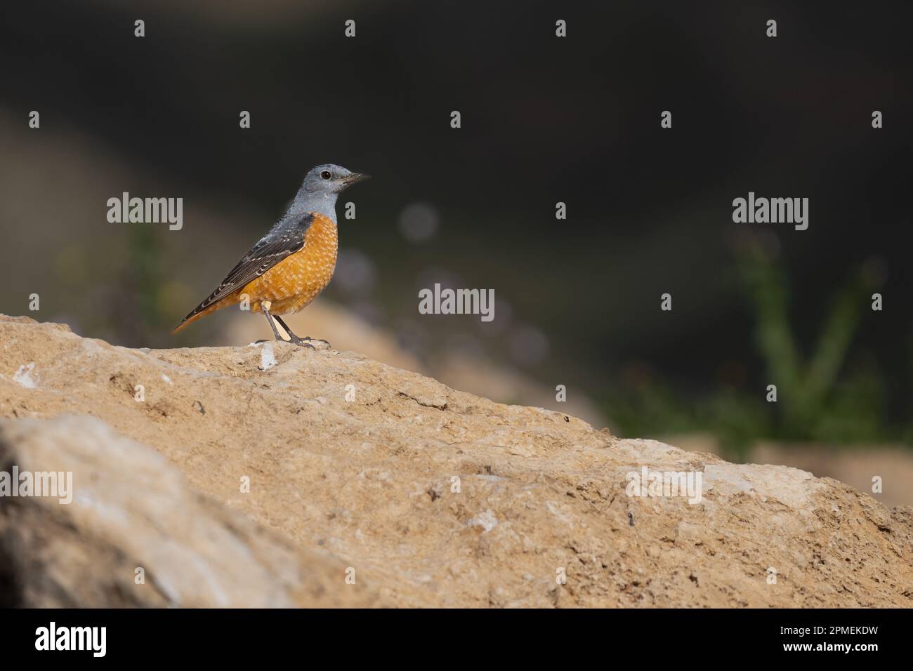The common rock thrush (Monticola saxatilis), also known as rufous ...