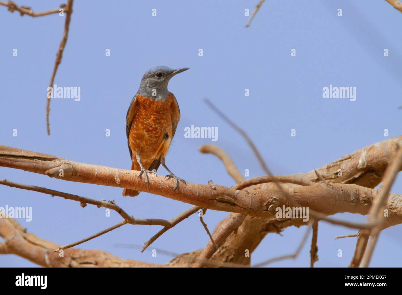 The common rock thrush (Monticola saxatilis), also known as rufous ...