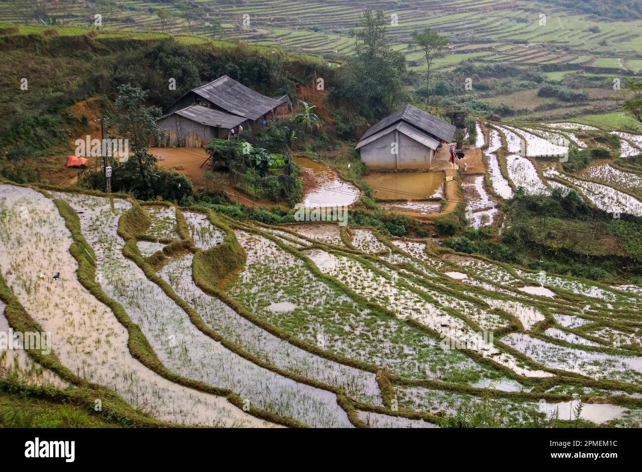 Rice Paddies in the landscape. Photographed in northwestern Vietnam ...