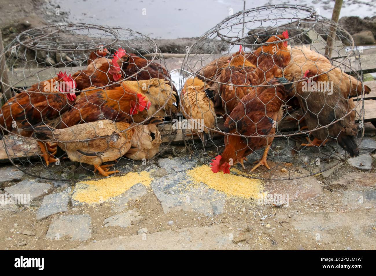 Caged Chickens for sale at the market in Sa Pa, Vietnam Stock Photo - Alamy