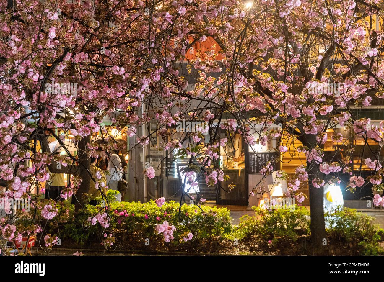 Kyoto Japan spring cherry blossoms flowering, night time cherry blossom ...
