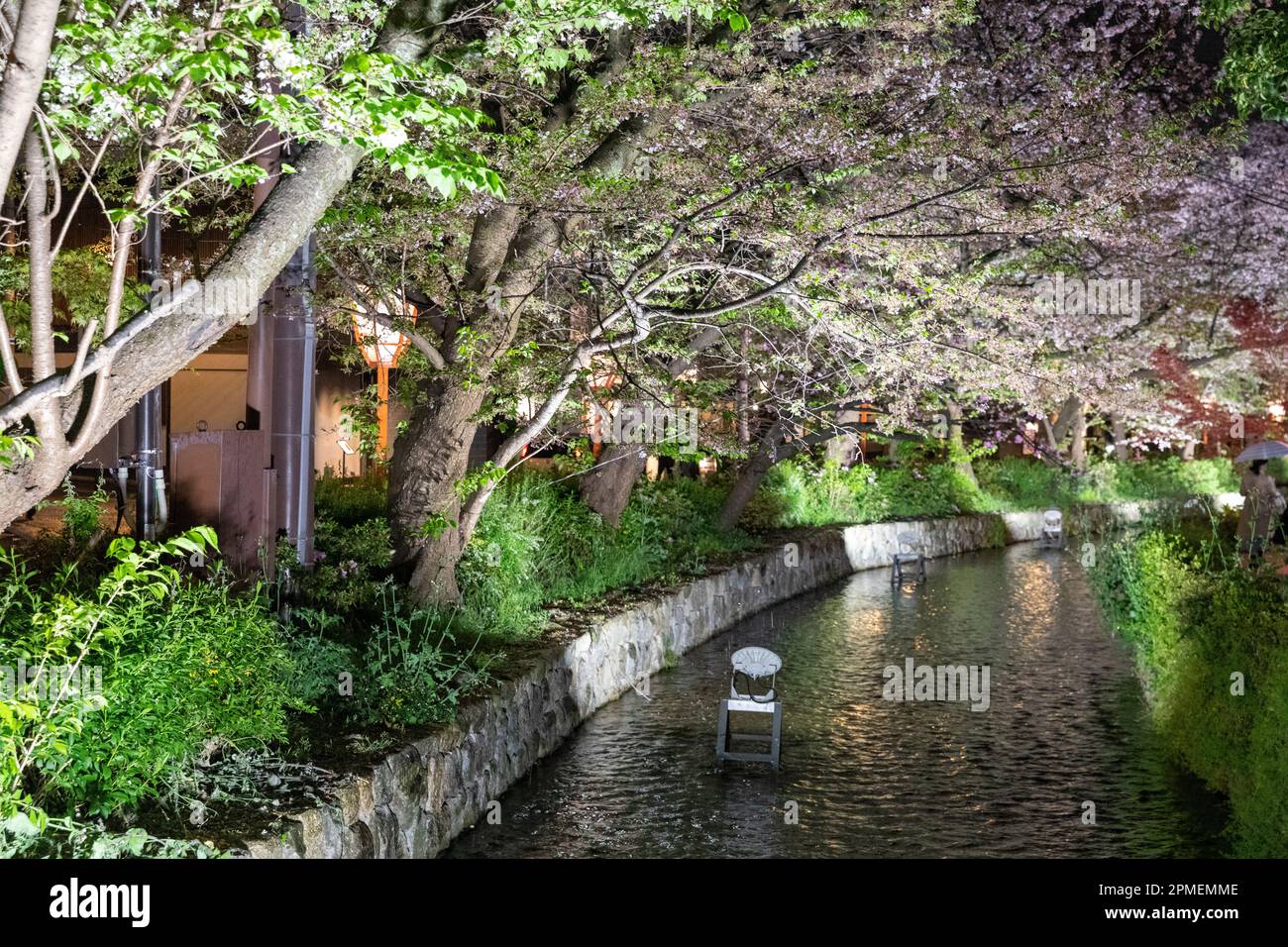 April 2023 Kyoto Japan spring cherry blossoms flowering, night time ...