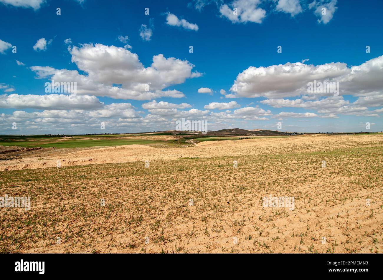 Wheat field in the northern Negev Desert, Israel. Photographed in March ...