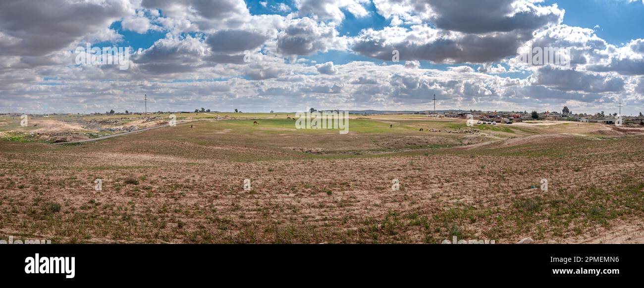 Wheat field in the northern Negev Desert, Israel. Photographed in March ...
