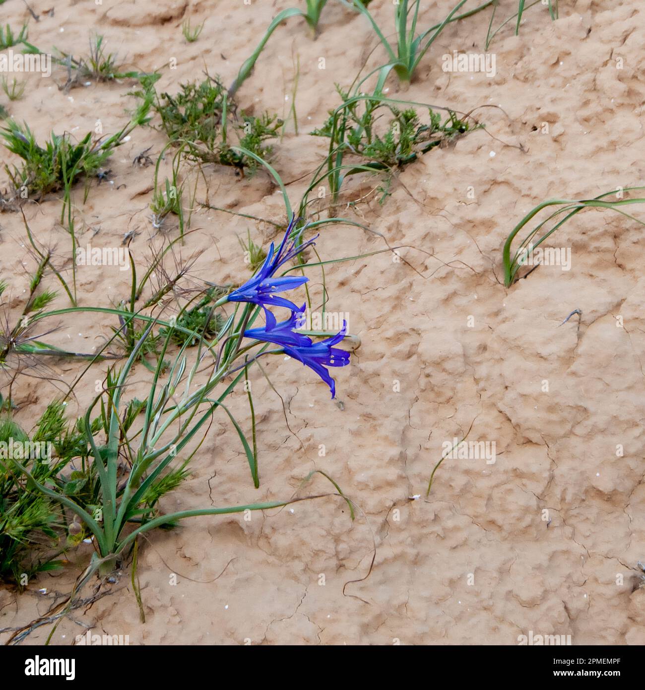 Ixiolirion tataricum, commonly known as the Siberian lily or the ...