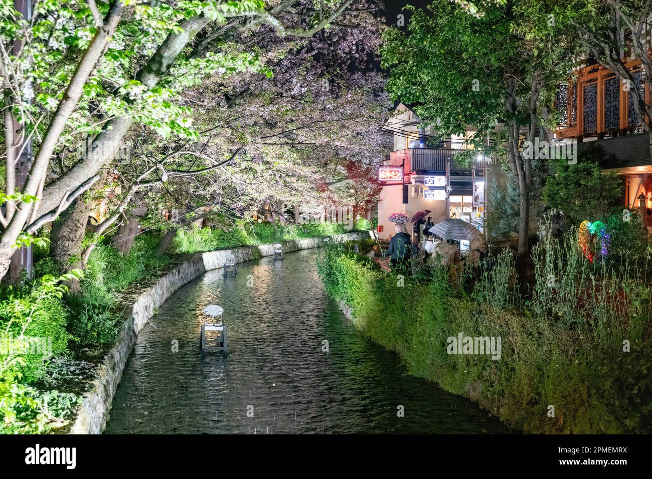 Kyoto Japan spring cherry blossoms flowering, night time cherry blossom ...