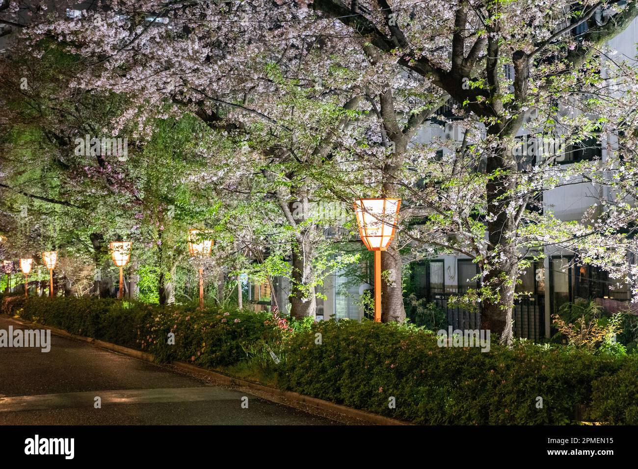 April 2023 Kyoto Japan spring cherry blossoms flowering, night time ...