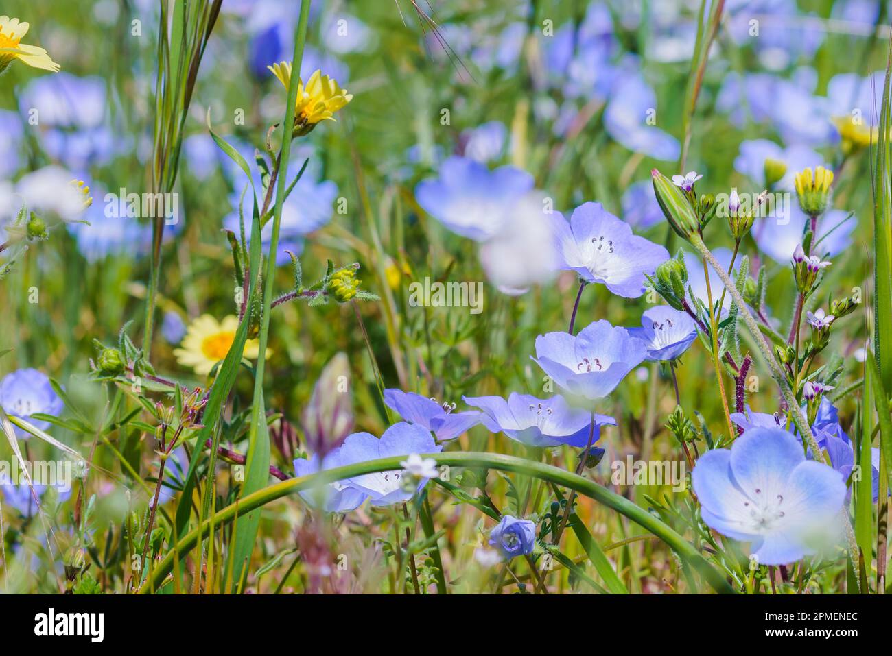 Baby Blue Eyes wildflowers. Super bloom in Carrizo Plane National ...