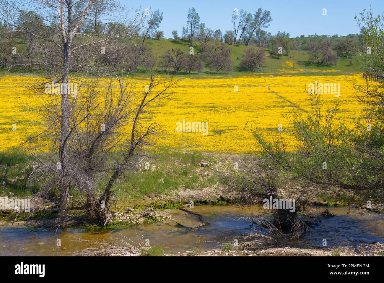 Wildflower super bloom. Field of yellow flowers at Carrizo Plain ...