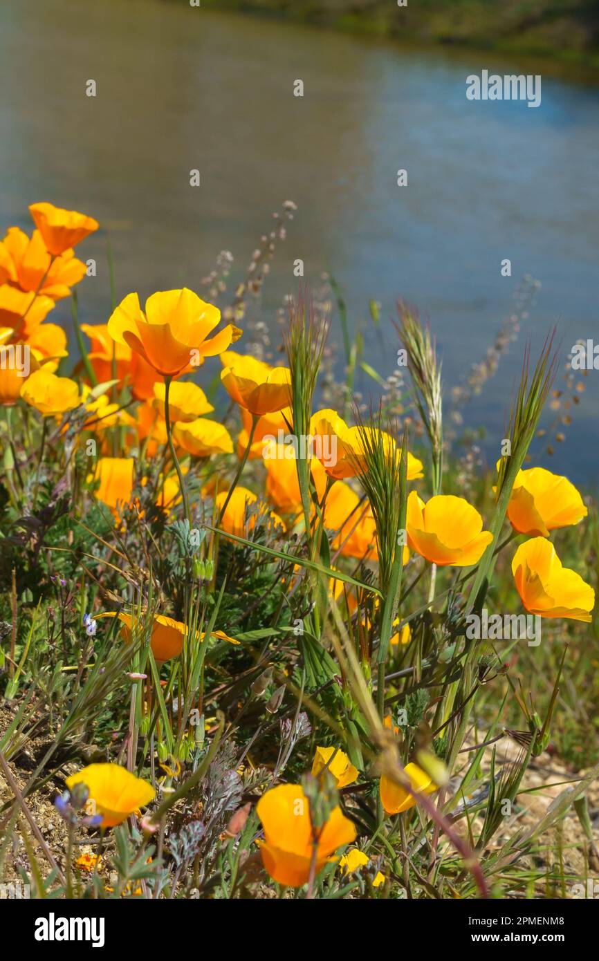 California golden poppies on the beach, close to the river in a sunny ...
