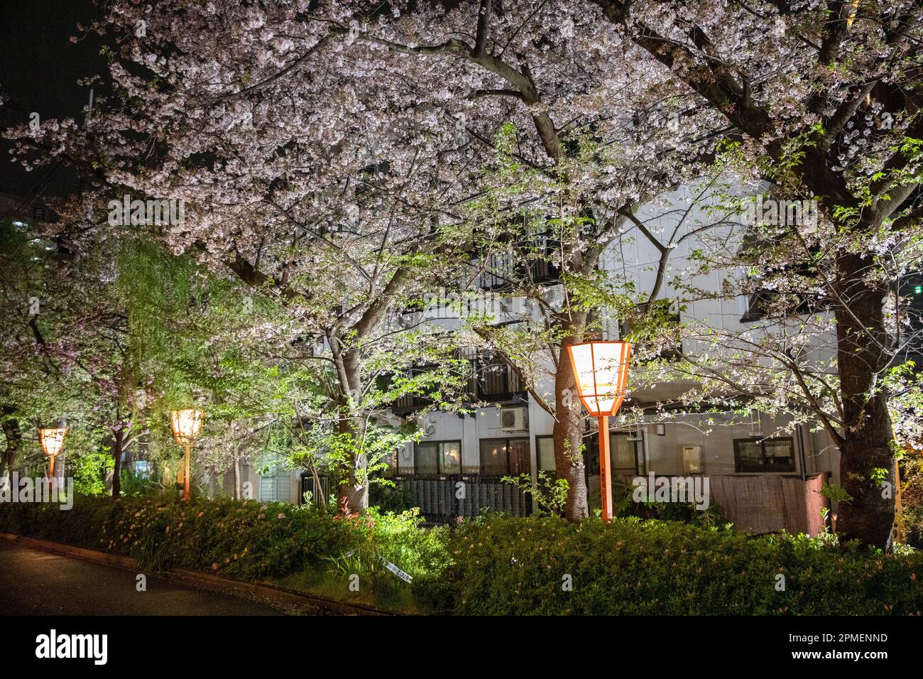 Kyoto Japan spring cherry blossoms flowering, night time cherry blossom ...