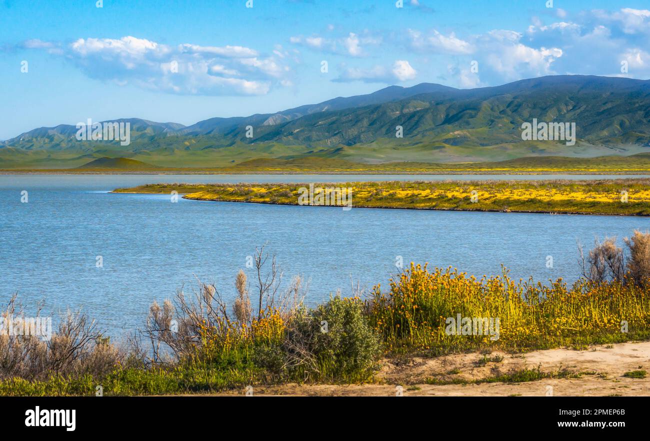 Soda Lake full of water, and wildflowers bloom at Carrizo Plain Ntional Monument, central ...
