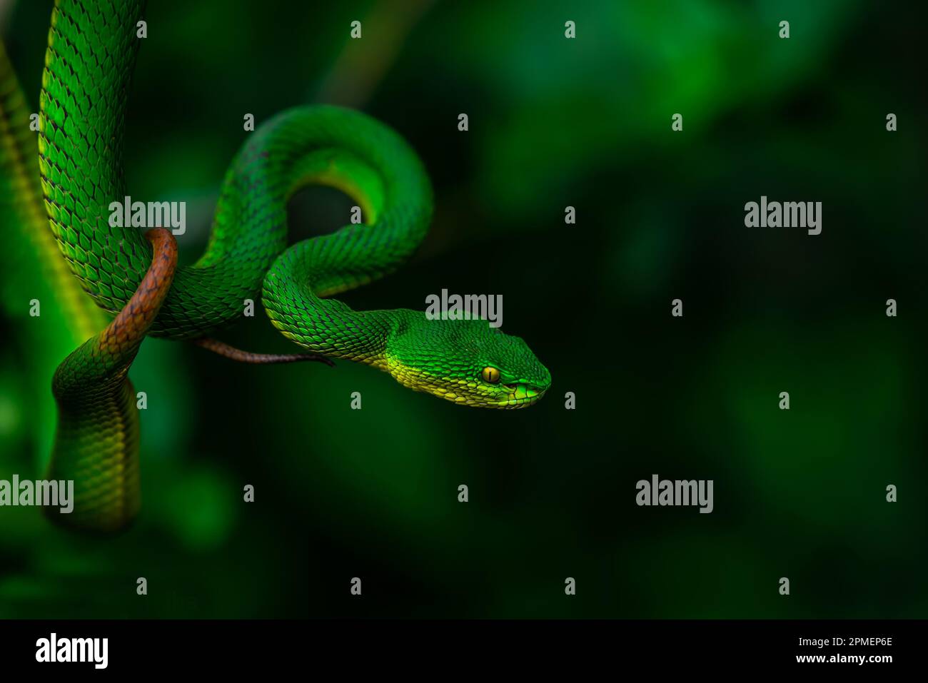 Green pit viper in habitat Stock Photo - Alamy