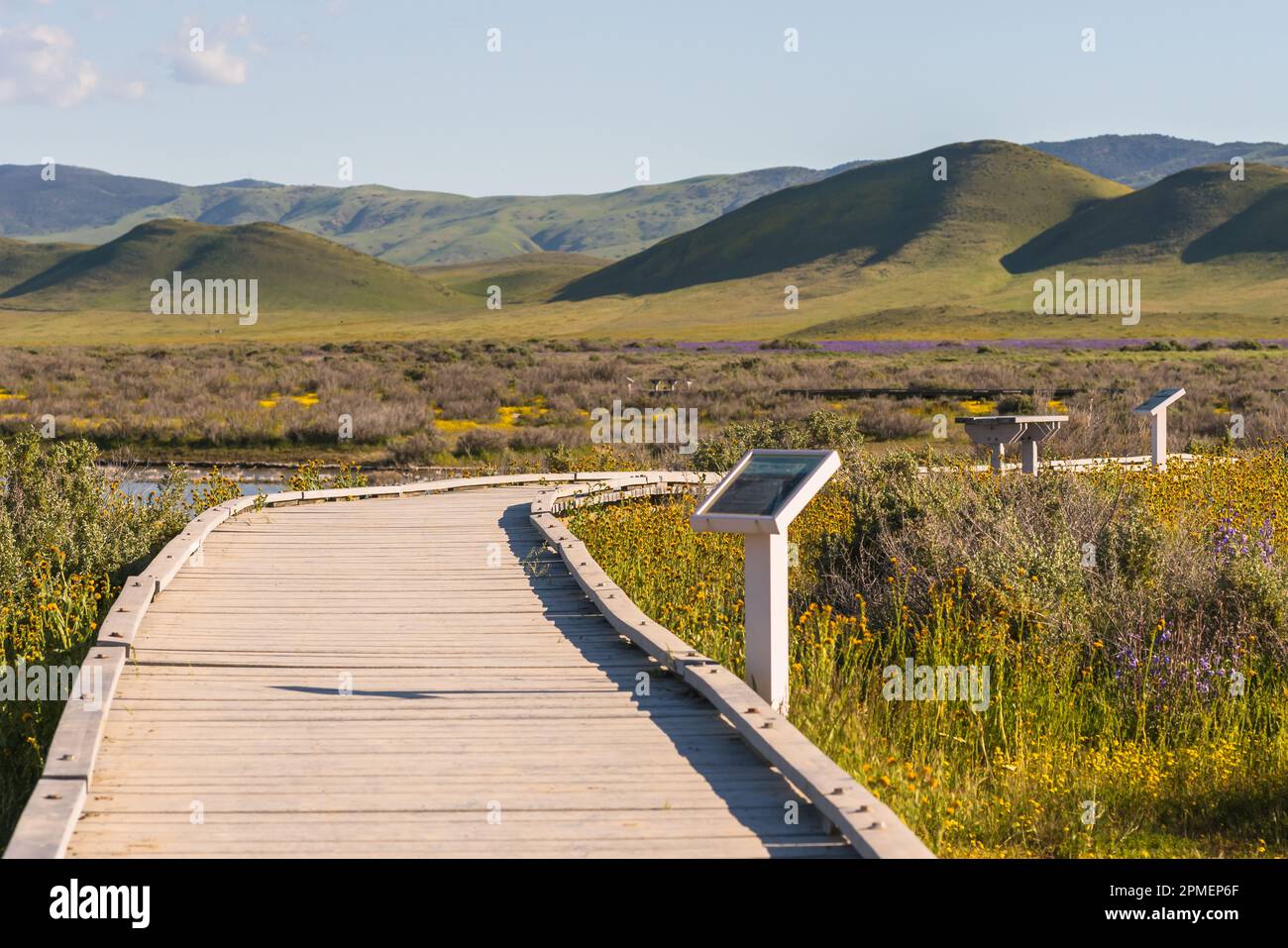 Wooden boardwalk through the fields of yellow wildflowers blooming at ...