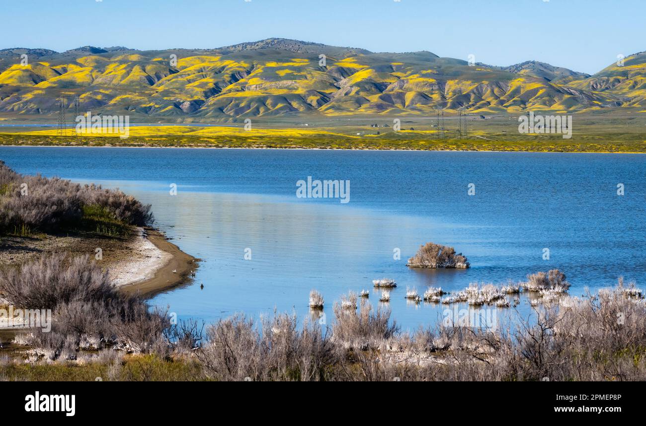 Soda Lake full of water, and wildflowers bloom at Carrizo Plain Ntional Monument, central ...