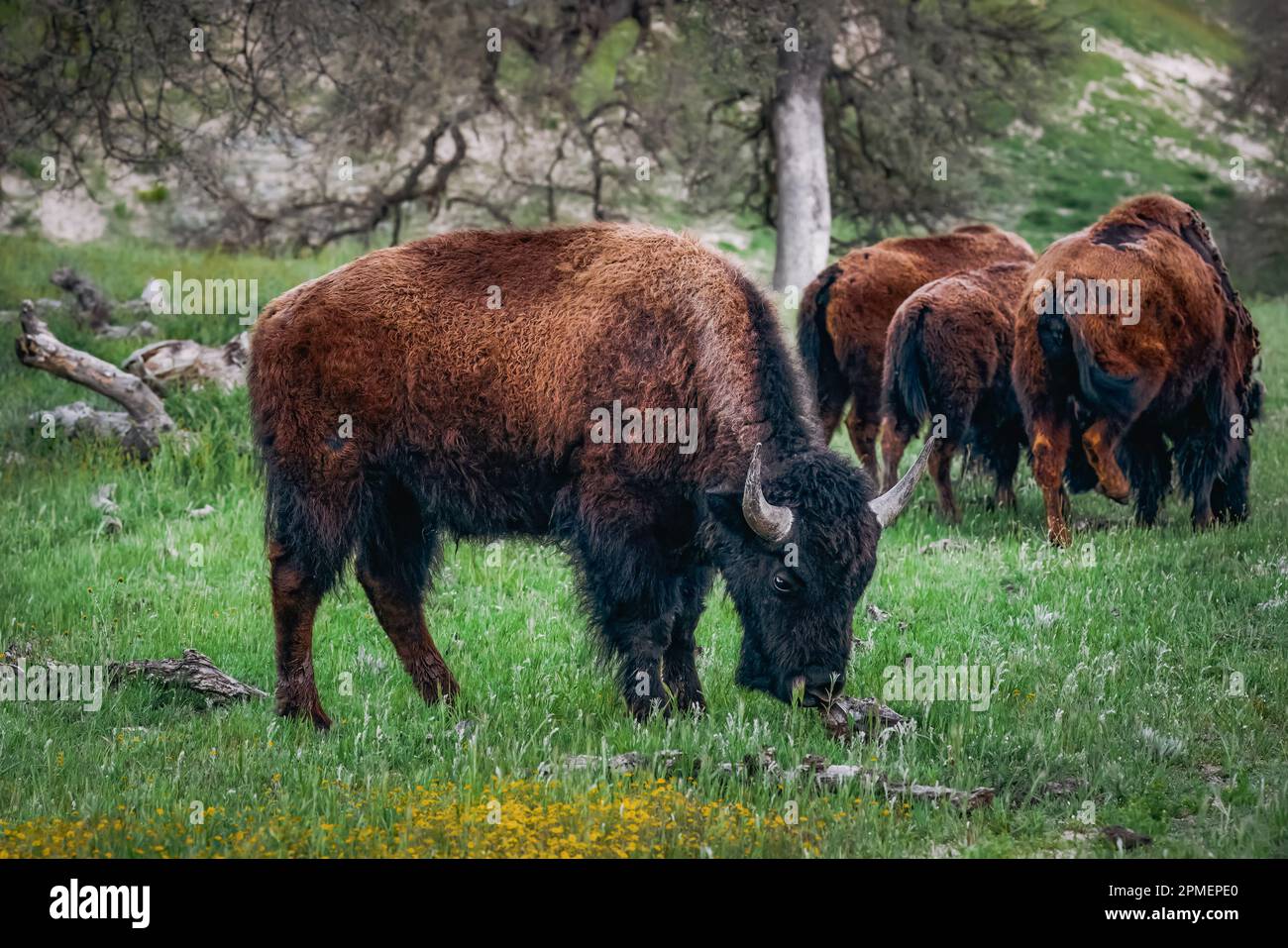 American bison grazing in a spring meadow. Wild animals close-up Stock ...