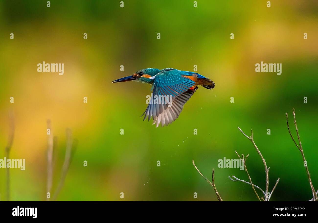 Common kingfisher in flight Stock Photo - Alamy