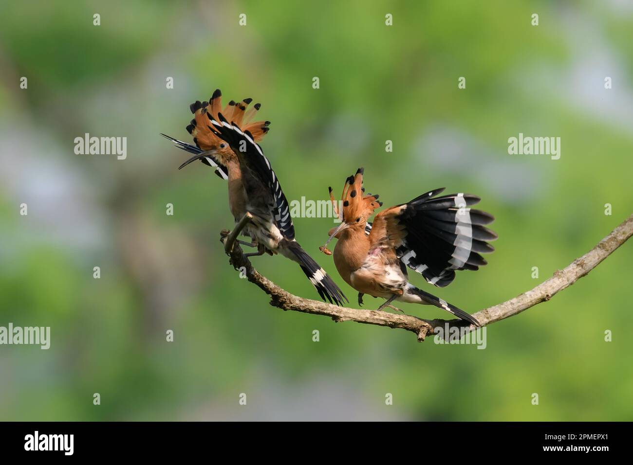 Male common hoopoe offering food to female Stock Photo - Alamy