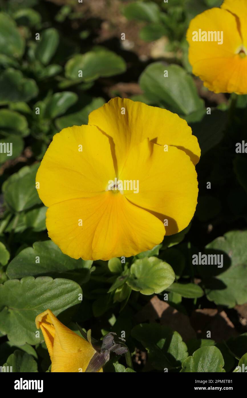 Bright blooming viola flower hi-res stock photography and images - Alamy