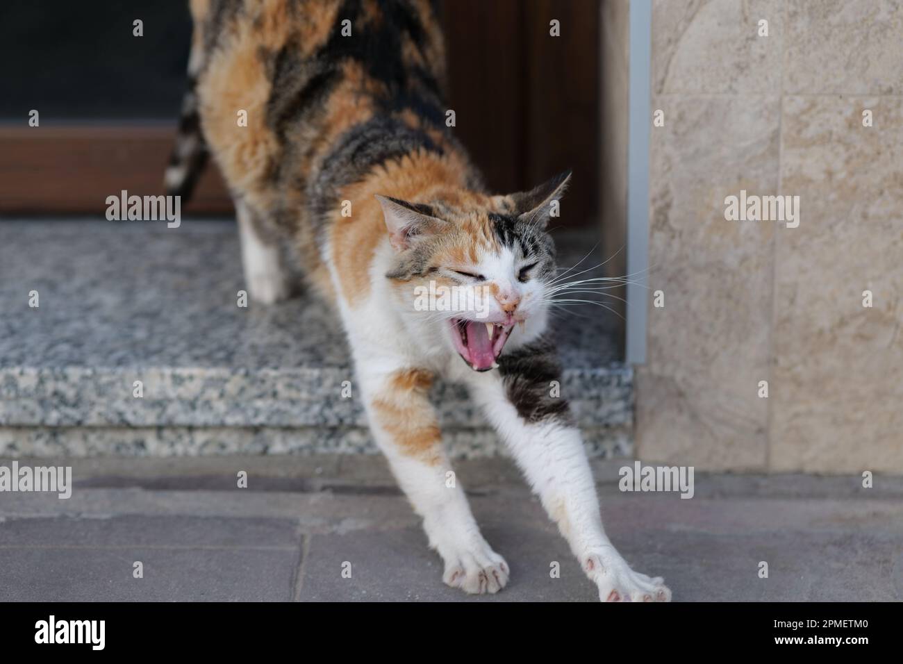 tired cat stretches and yawns on a staircase Stock Photo - Alamy