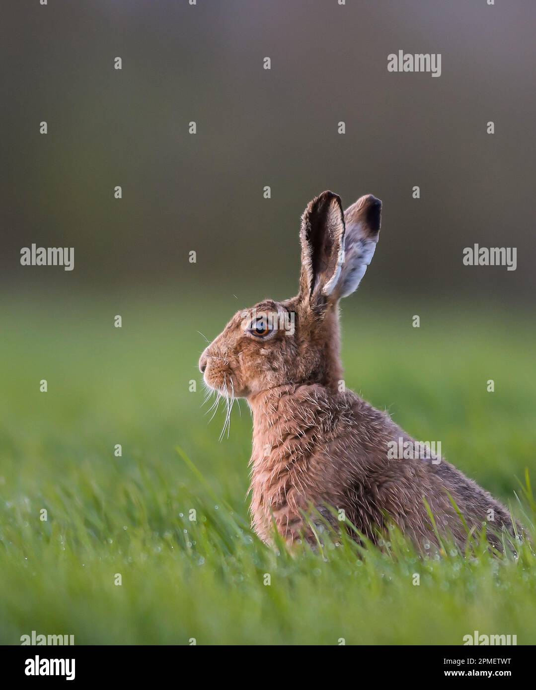 Mad hare hi-res stock photography and images - Alamy