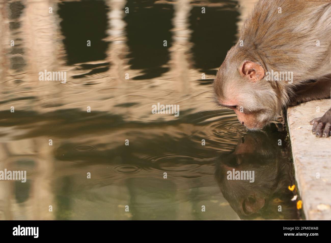 A monkey drinking water from Indian well Stock Photo - Alamy