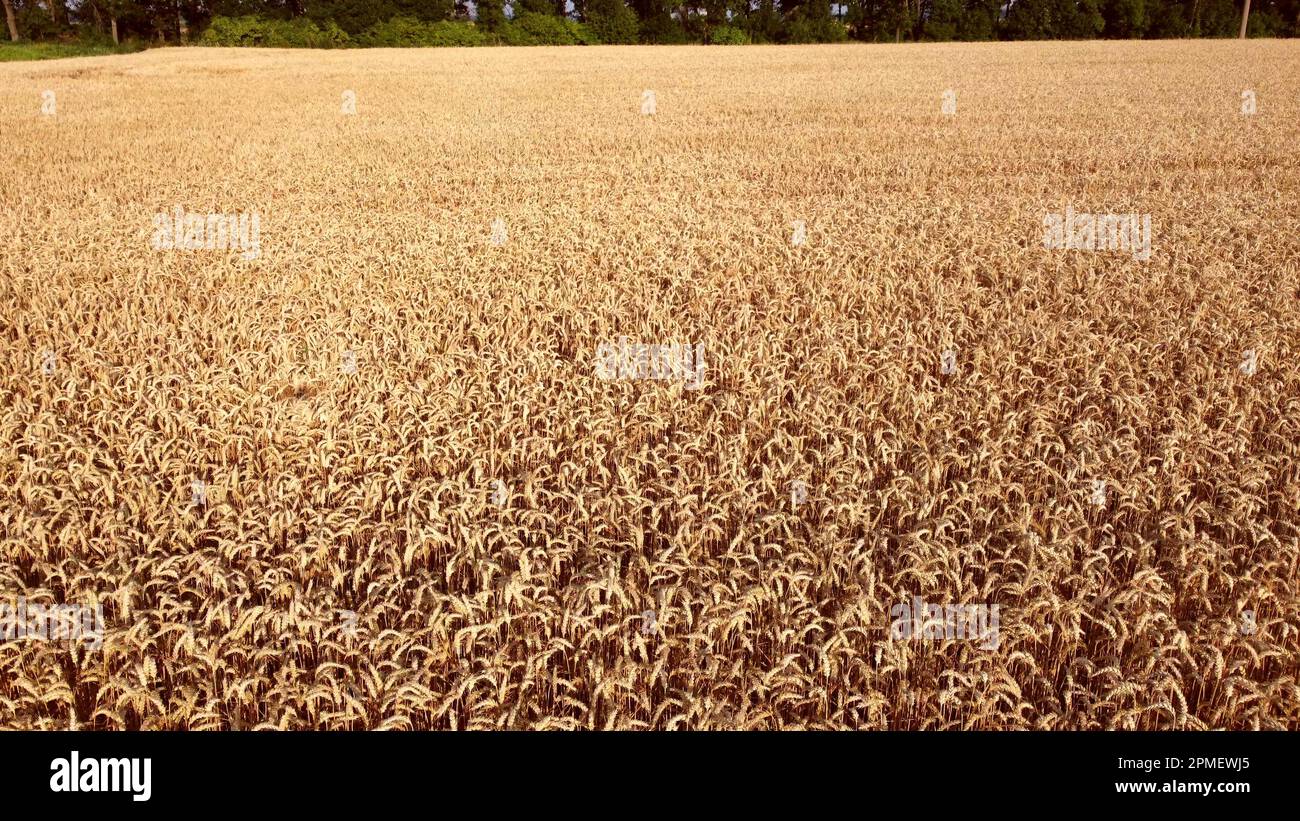 Wheat field. Field ears spikes of ripe wheat. Golden ripened wheat ...