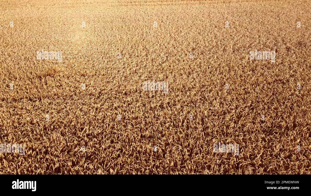 Wheat field. Field ears spikes of ripe wheat. Golden ripened wheat ...