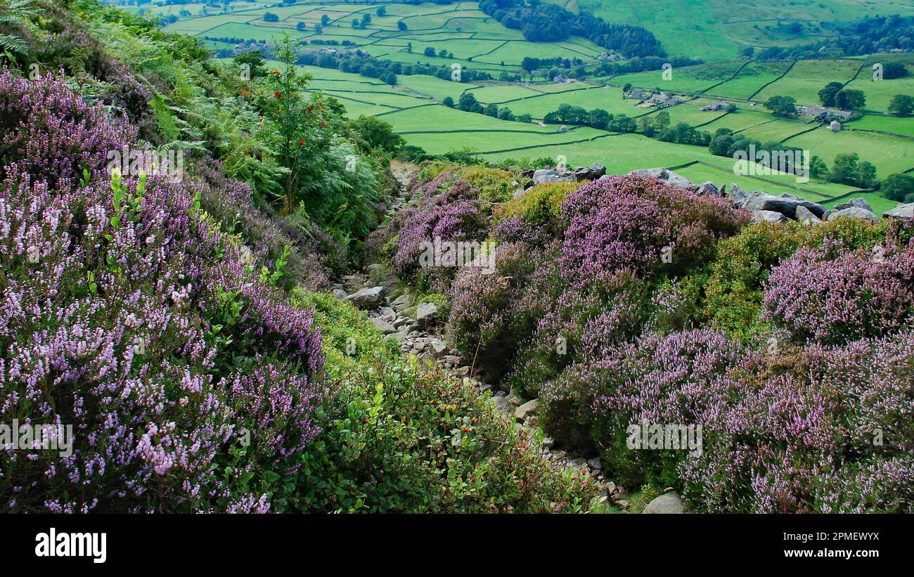 A rough path leads up towards the peak of Simon's Seat and this is in ...