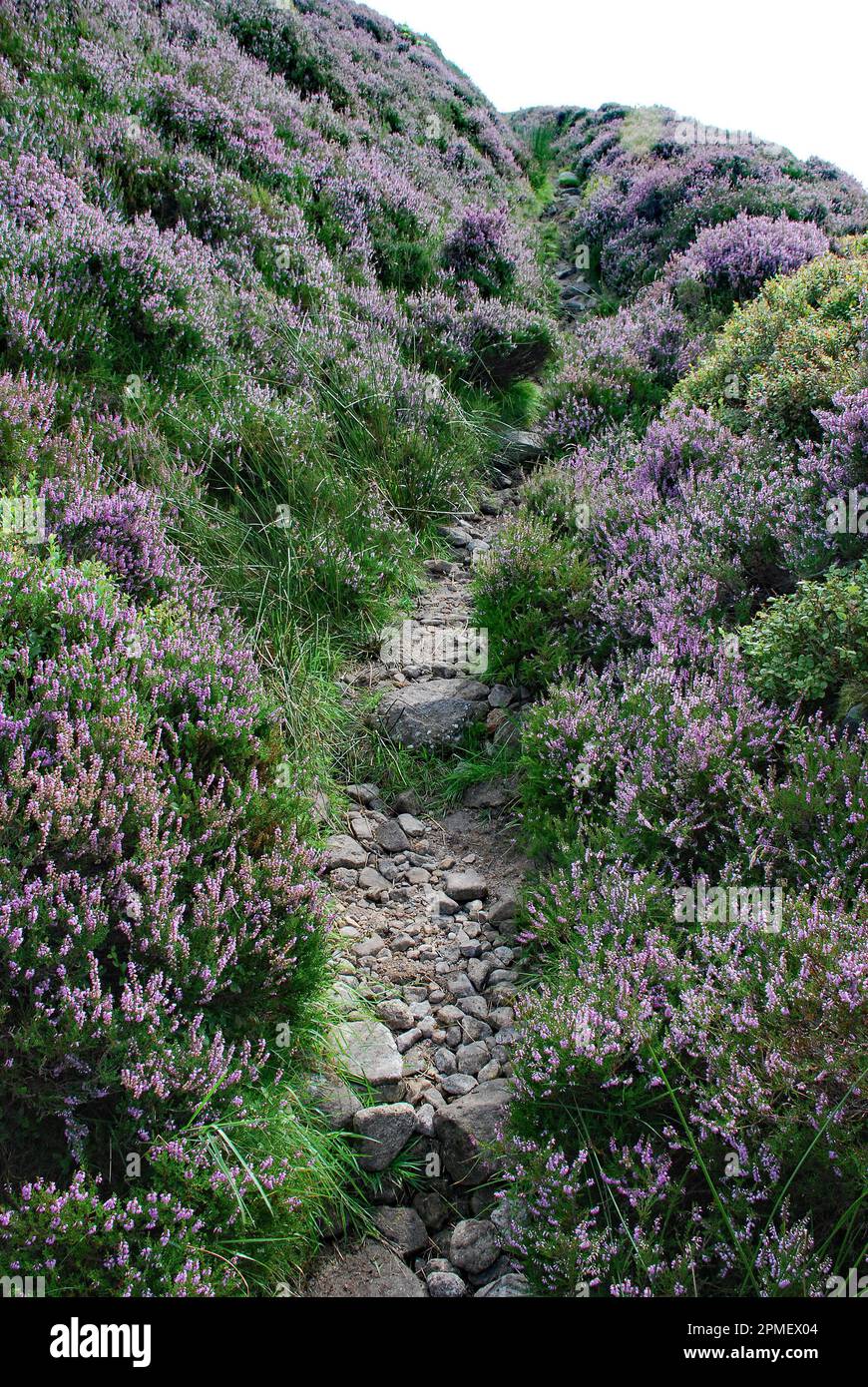 A rough path leads up towards the peak of Simon's Seat and this is in ...