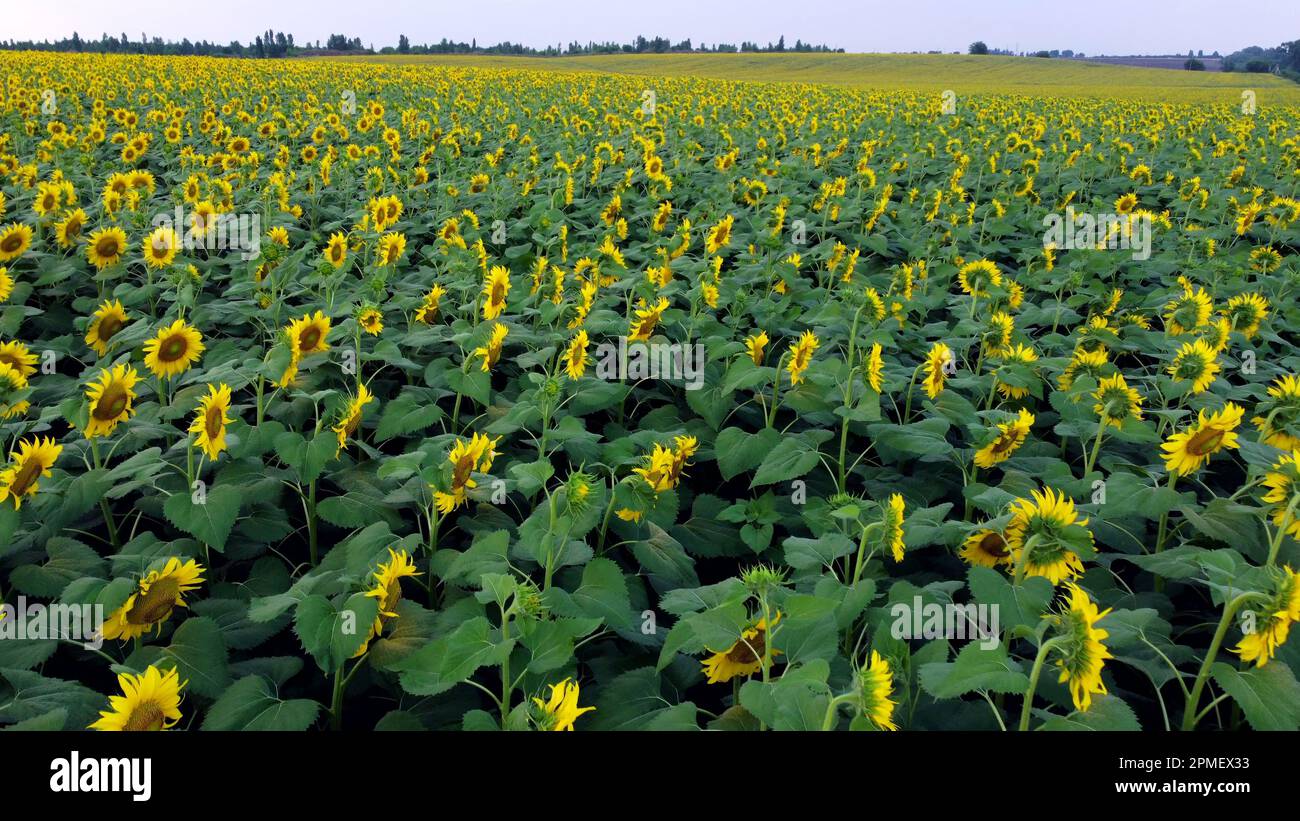 Sunflower field. Large field of blooming sunflowers. Flying over ...