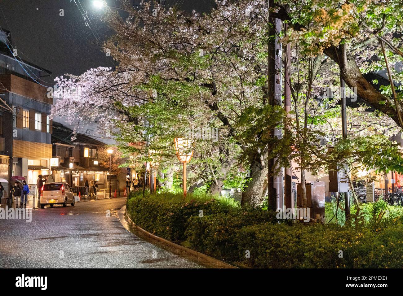 Kyoto Japan spring cherry blossoms flowering, night time cherry blossom ...